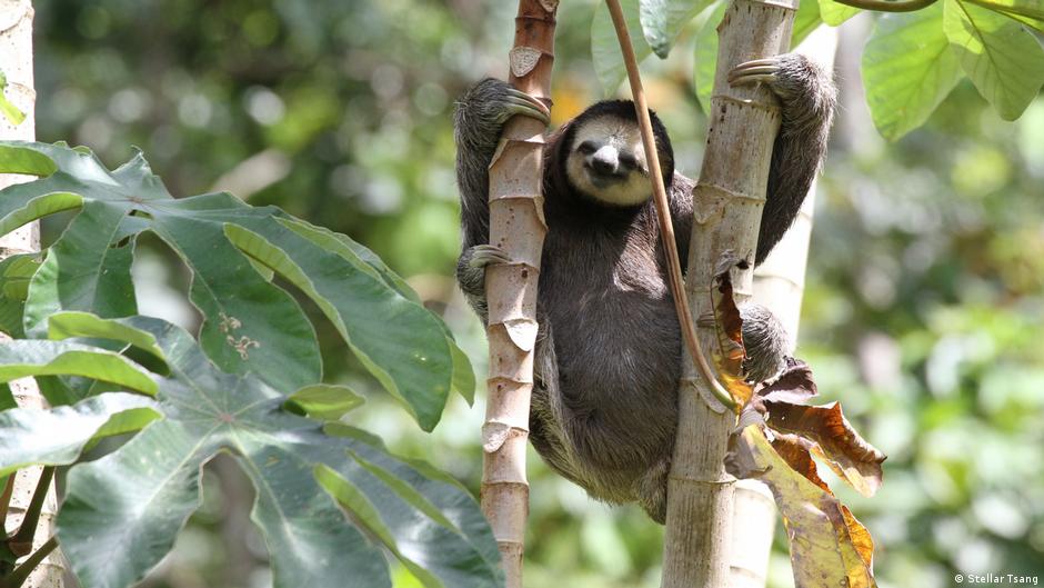Sloths: Just hanging around