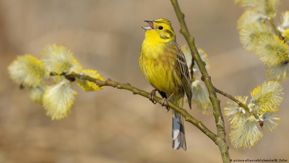 French songbirds in decline – DW – 04/19/2018
