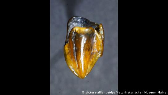 German fossil find could rewrite human history