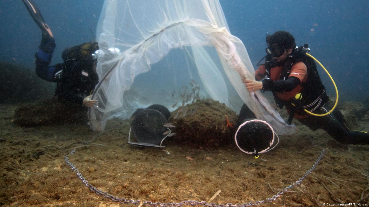 Biohut — a safe harbor for small fish – DW – 10/27/2017