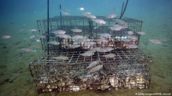 Biohut — a safe harbor for small fish | All media content | DW | 27.10.2017