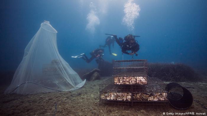 Biohut — a safe harbor for small fish | All media content | DW | 27.10.2017