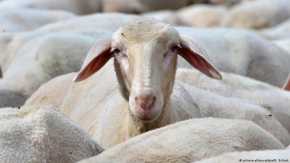 France: Sheep enrolled at school – DW – 05/30/2019