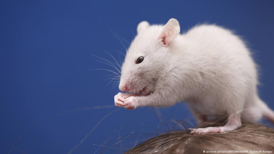 Warum Ratten wirklich wunderbare Tiere sind - ehrlich! | Wissen ...