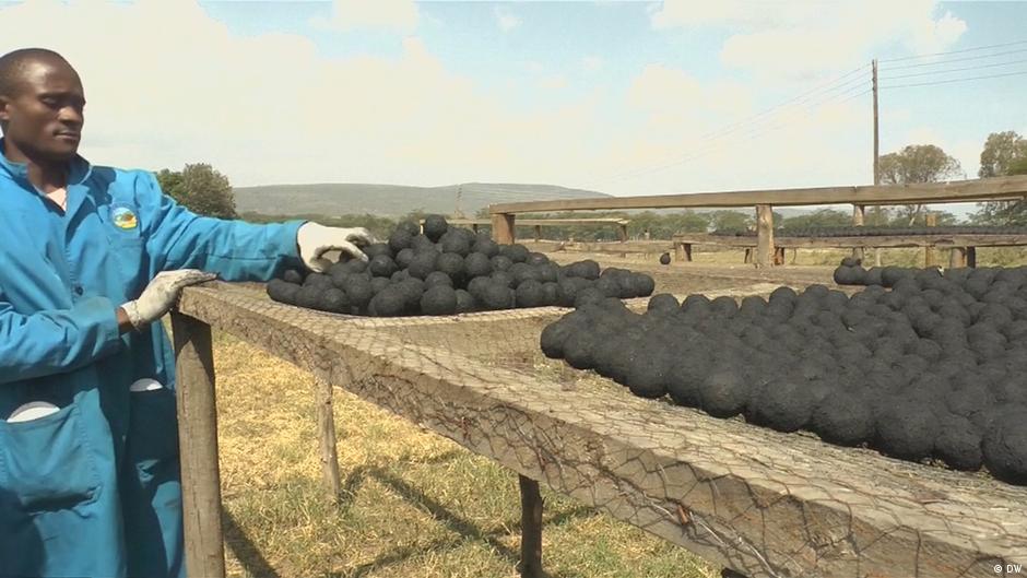 Turning poop into energy – DW – 11/24/2017