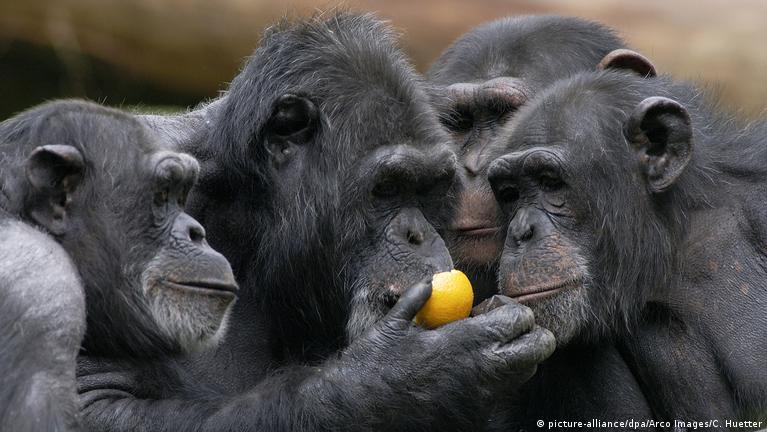 Igual que los humanos: los simios se saludan y se despiden