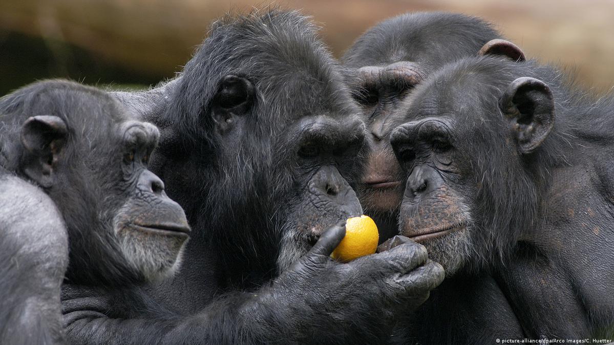 Igual que los humanos: los simios se saludan y se despiden – DW – 11/08 ...