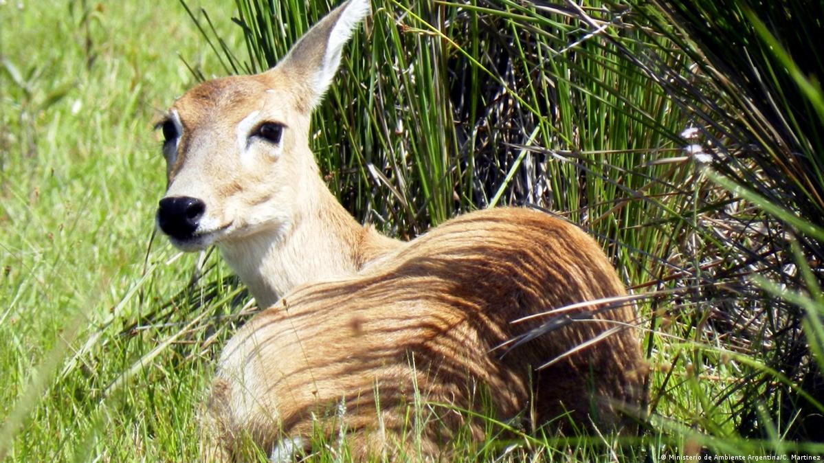 Flora Y Fauna Deamerica Latina The Americas BirdLife International