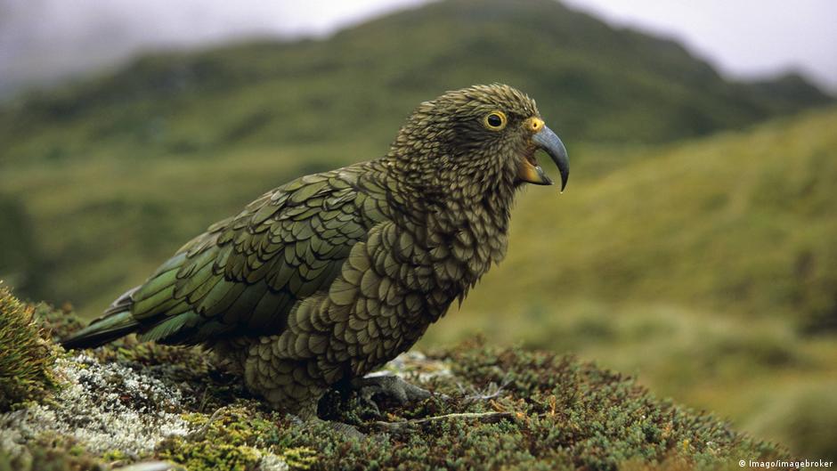 About a tall, green, bounty-hunted bird – DW – 12/13/2017