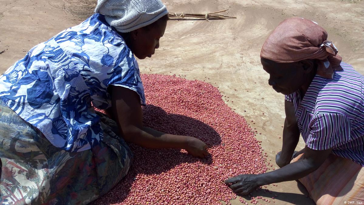 Uganda’s ‘super beans’ - an answer to food insecurity?