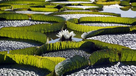 Lily Pads Peru