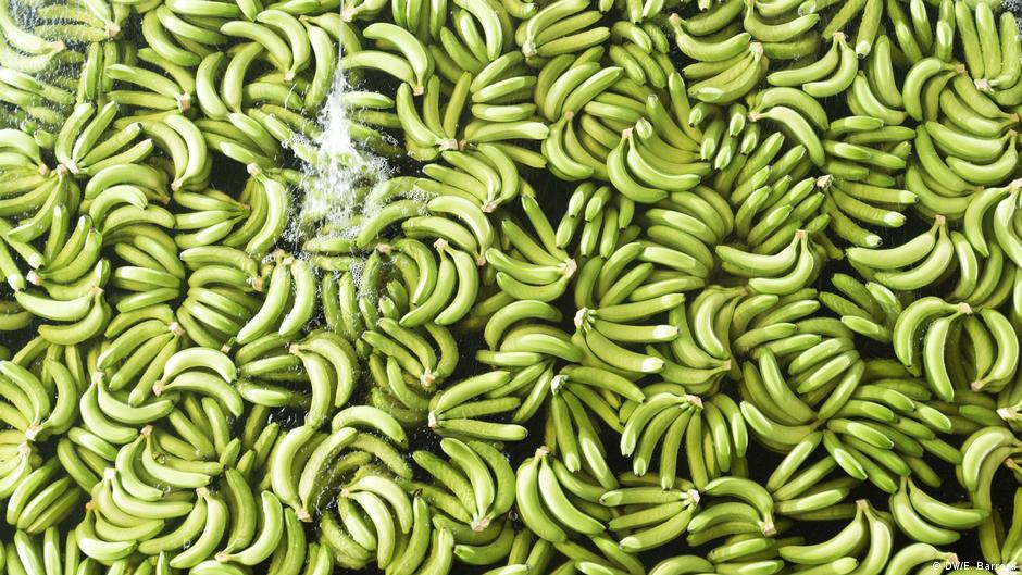 World in Progress: Toxic Bananas
