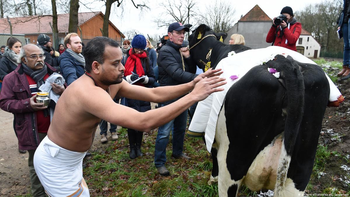 Cow gives blessing for Hindu temple in Germany – DW – 01/17/2018