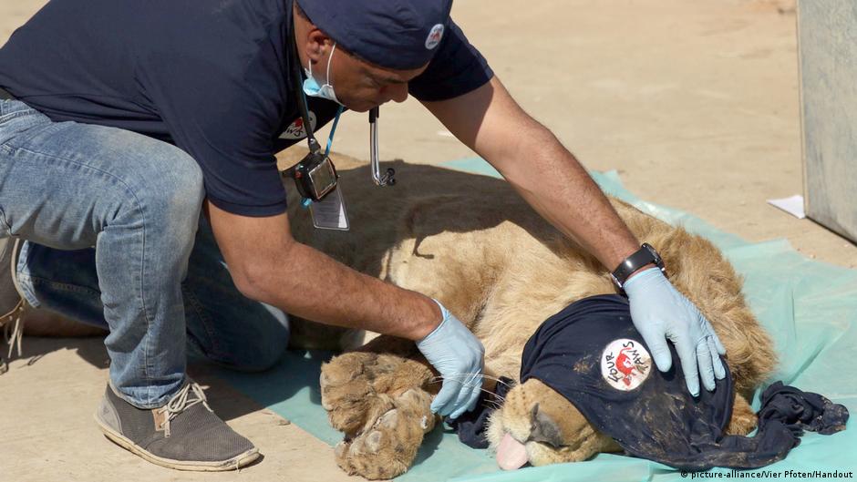 The vet who rescues animals in war zones – DW – 01/17/2020