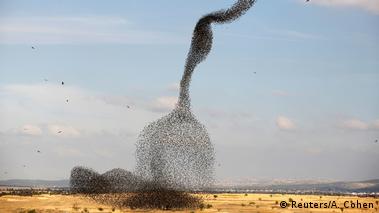 Starlings and their fascinating flight formations – DW – 11/06/2022