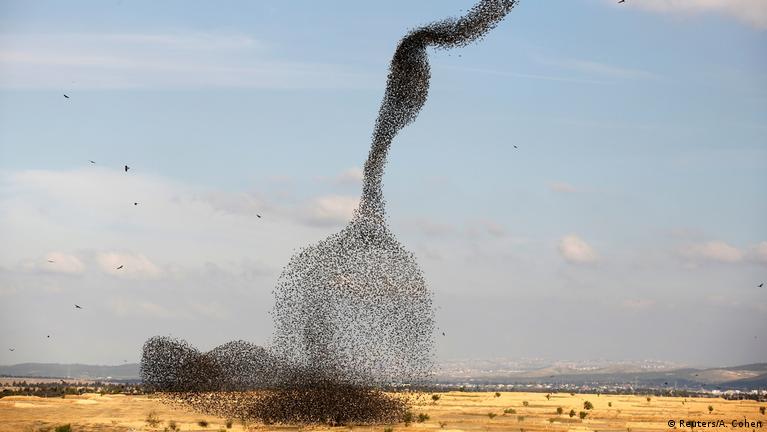 Starlings and their fascinating flight formations