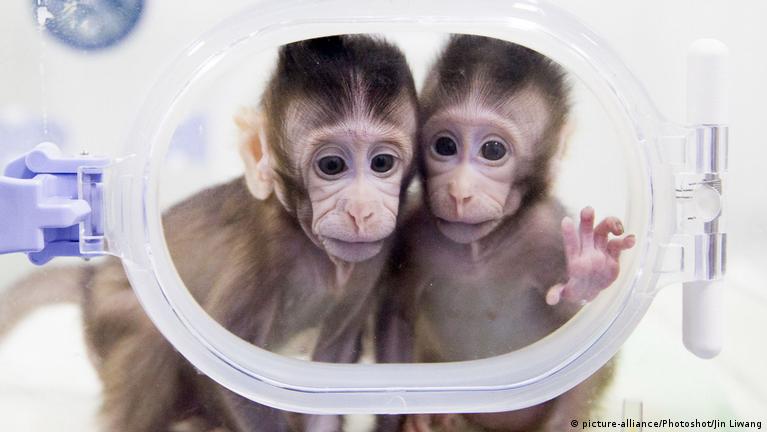 Chinese scientists clone monkeys for first time