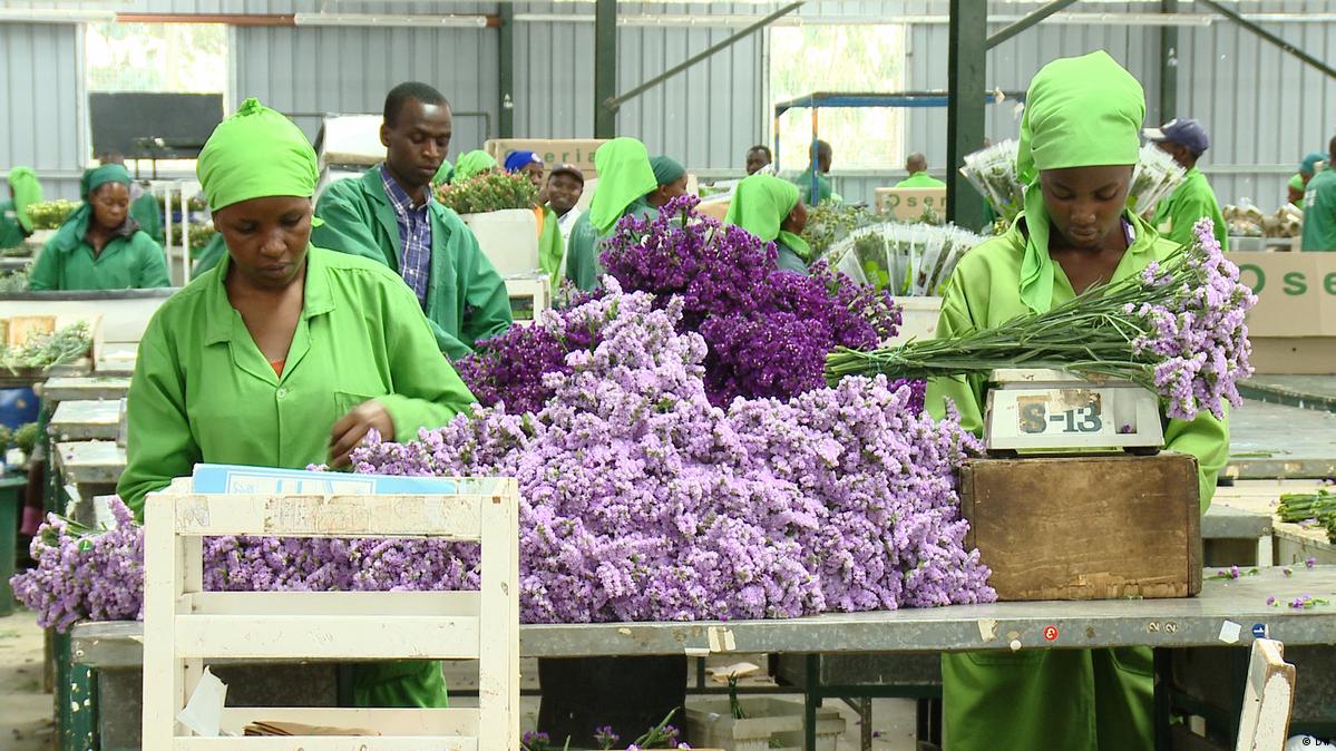 How To Start A Flower Export Business In Kenya | Best Flower Site