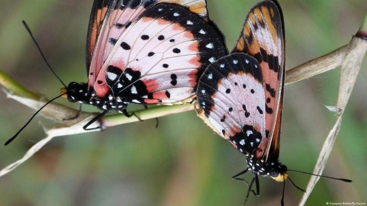 How butterfly farming is saving Kenya's forests