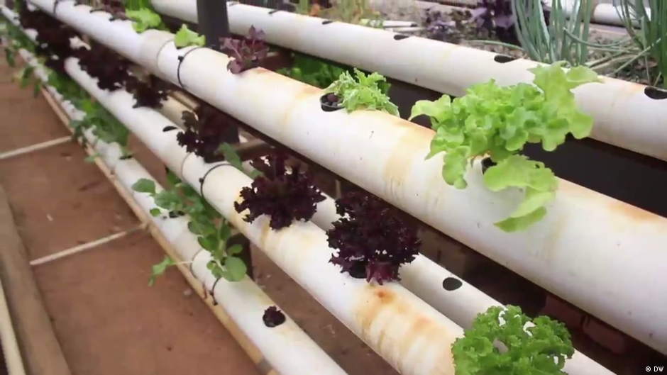 Green aqua farming in South Africa