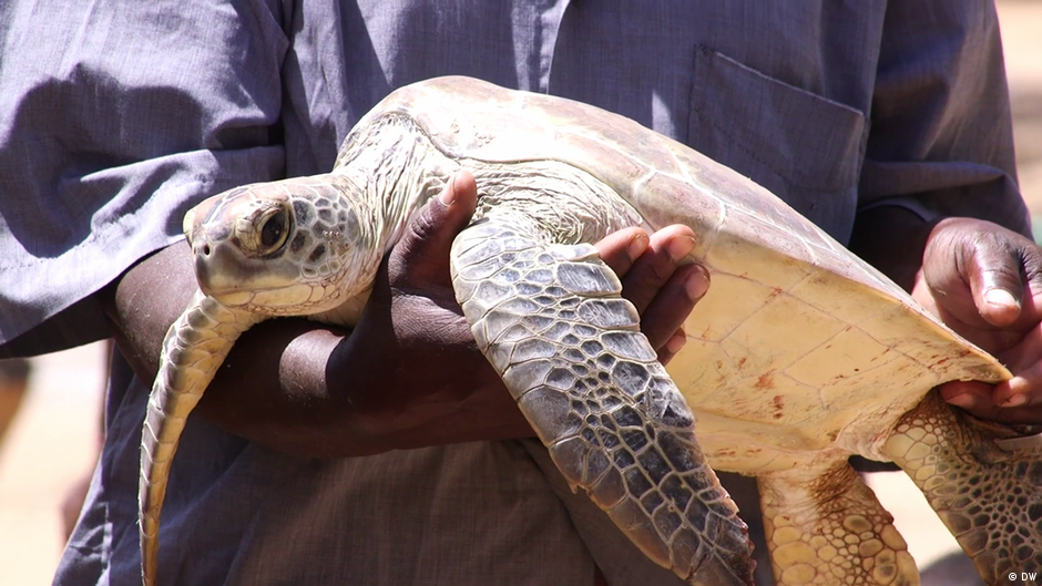 Saving Kenya's endangered sea turtles – DW – 08/02/2018