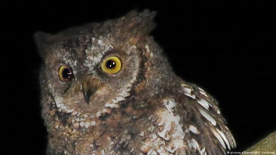 Protecting the African Barn Owl – DW – 03/28/2019