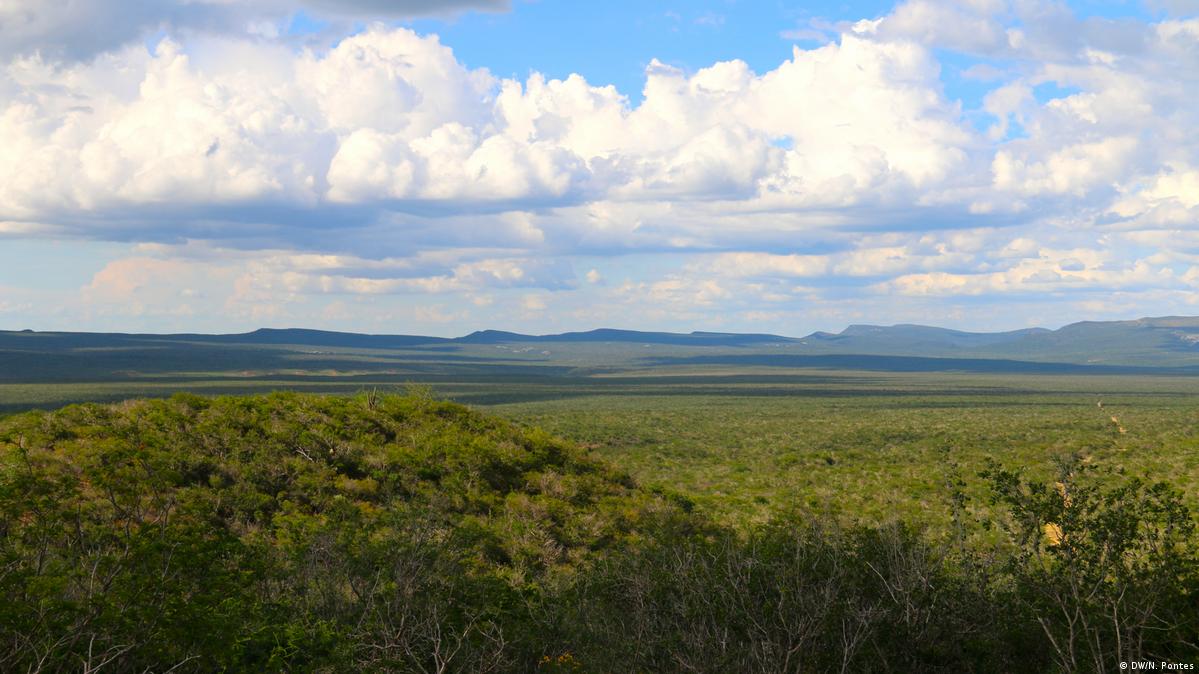 A caatinga ainda espera