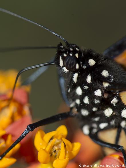 Butterfly Insect Face