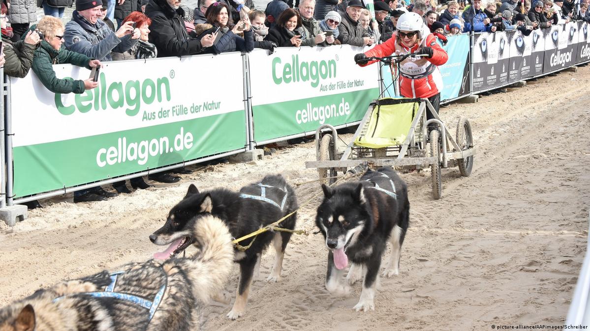 Unknown saboteur lays spikes for dog race – DW – 03/11/2018