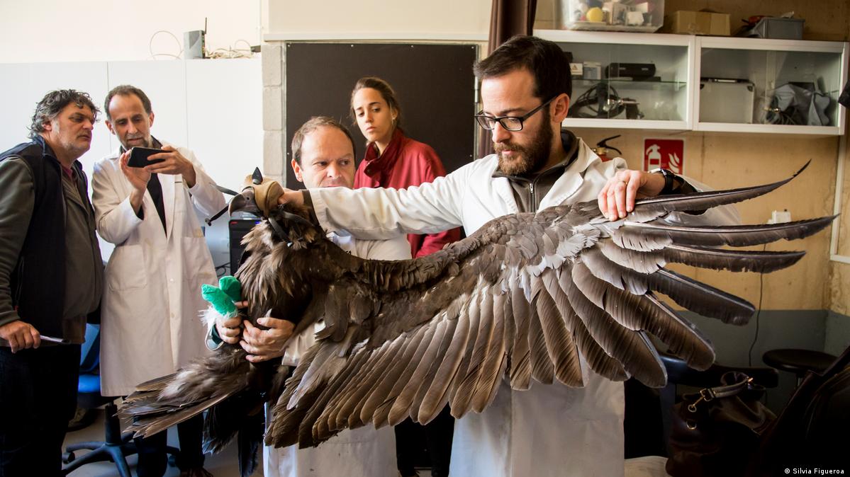 A hospital for wild animals – DW – 04/13/2018