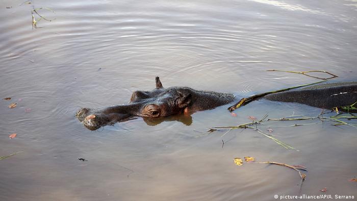 Homeless hippo captured in Mexico | News | DW | 21.03.2018