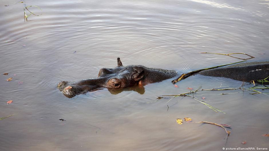 Homeless hippo captured in Mexico – DW – 03/21/2018