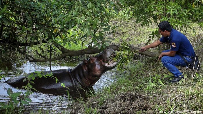 Homeless hippo captured in Mexico | News | DW | 21.03.2018