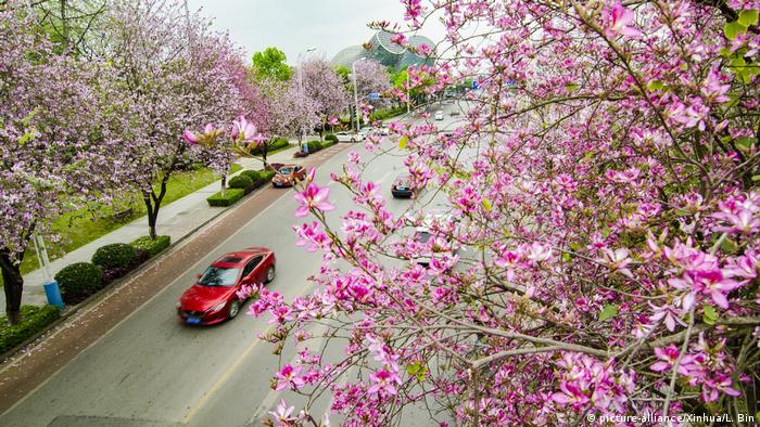 China celebrates the joy of spring | All media content | DW | 06.04.2018