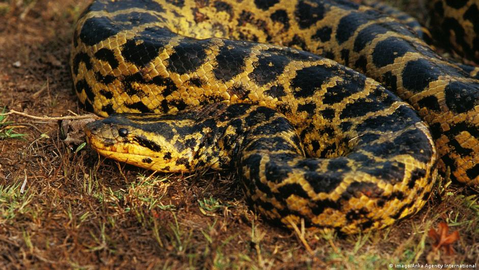 Brazil's Snake Island – DW – 07/11/2019