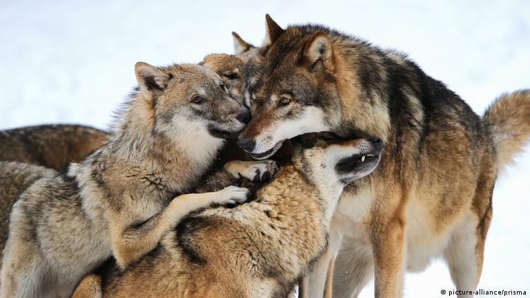 Wolf packs on the increase in Germany – DW – 12/02/2019