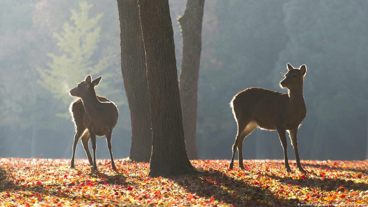 Our beautiful planet: Japan's bowing deer – DW – 04/05/2018