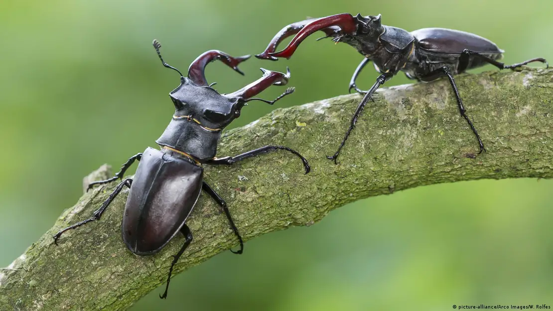 Insects Perish At The Frontlines Of Humans War With