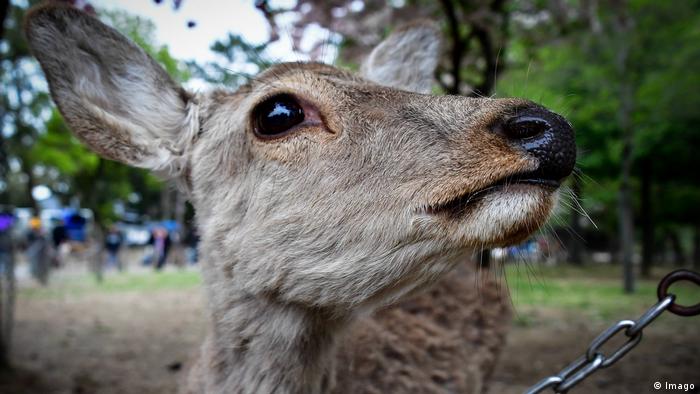 Our beautiful planet: Japan′s bowing deer | Environment | All topics ...