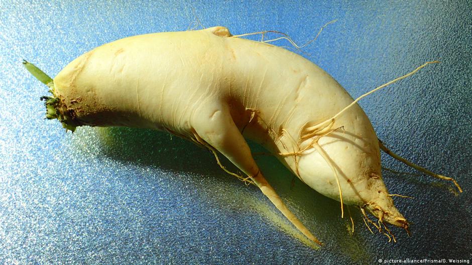 One in four historic German vegetables extinct