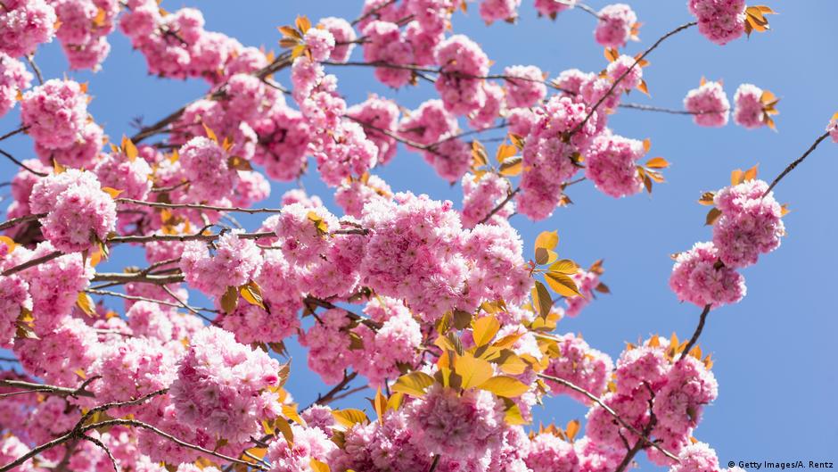 Germany records hottest April ever