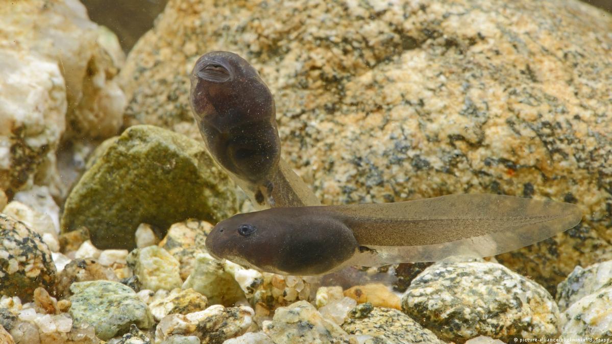 ‘Cebong’ dan Label Politik Olok-olokan – DW – 27.06.2018