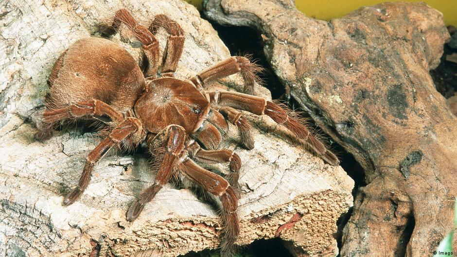 An arachnophobe's worst nightmare – DW – 04/26/2018