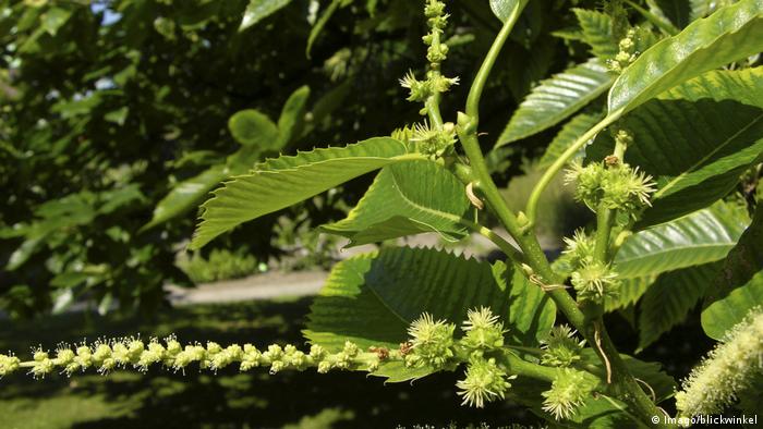 How climate change is making allergy season worse | Environment | All ...