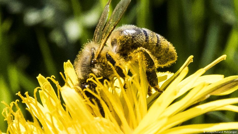 The startups boosting bee numbers – DW – 10/25/2019