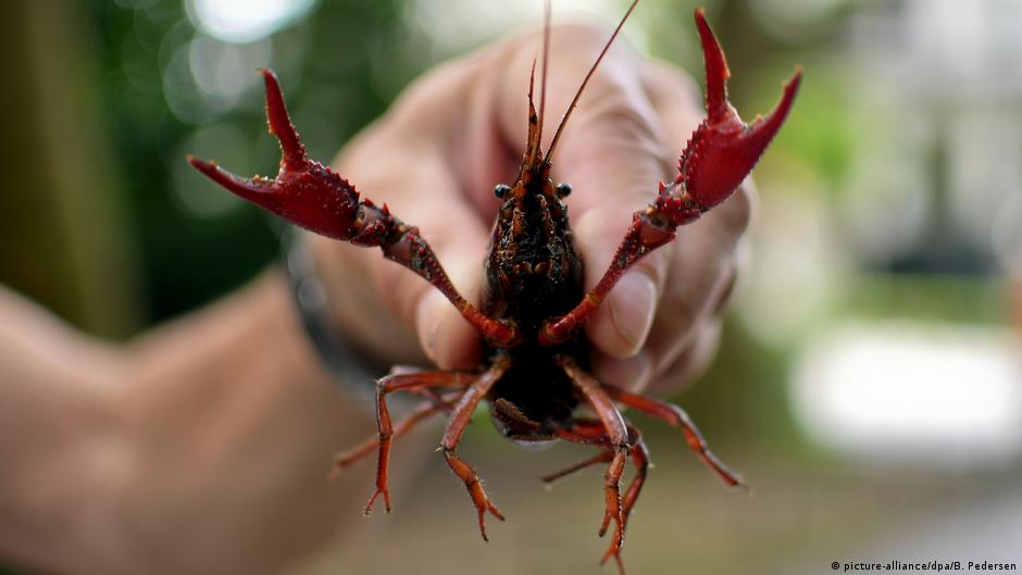 Berlin to get rid of crayfish — by eating them – DW – 05/06/2018