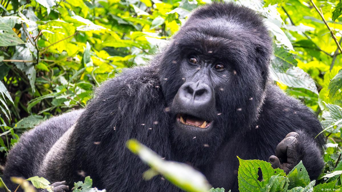 6 rangers killed in DR Congo gorilla reserve – DW – 01/10/2021