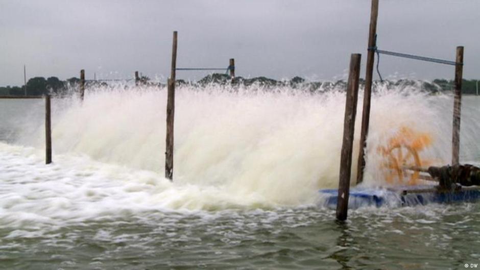 Sustainable shrimp farming in Ecuador