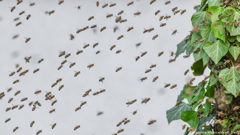 'We cannot survive without insects' – DW – 06/22/2018