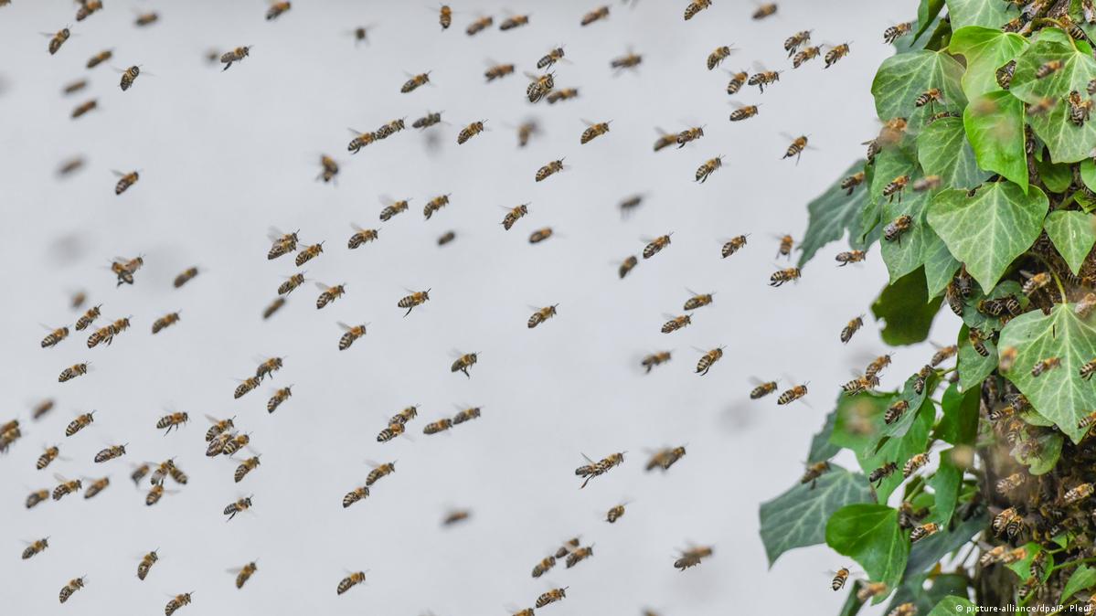 'We cannot survive without insects' – DW – 06/22/2018